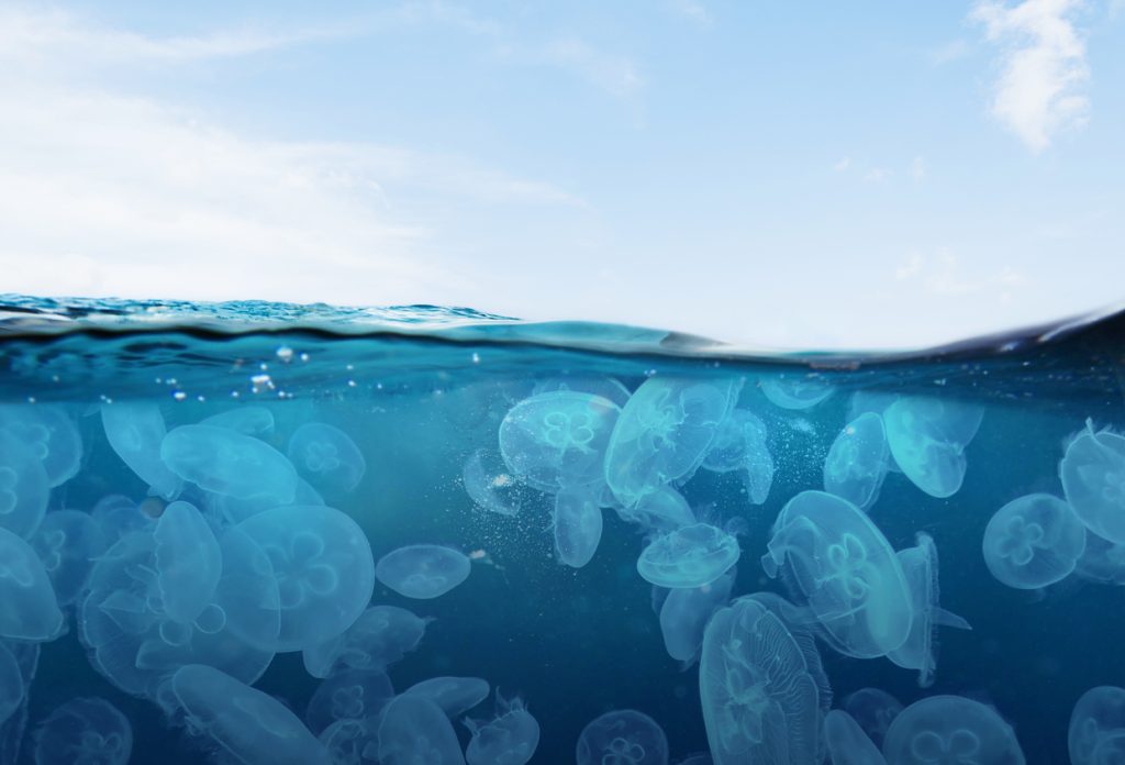 【海外文化を知ろう！】怪物メドゥーサと同じ名前の生きものとは？ | Fruitful Englishのおいしいブログ～英語の暮らし